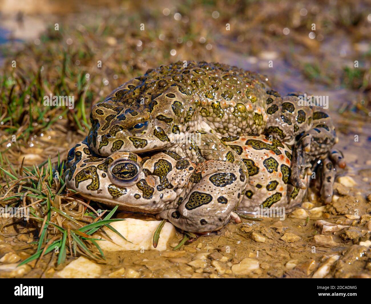 green toad (bufotes viridis), close up Stock Photo - Alamy