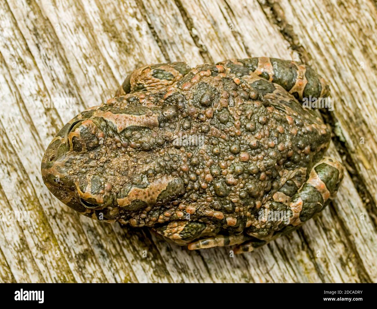 green toad (bufotes viridis), close up Stock Photo - Alamy