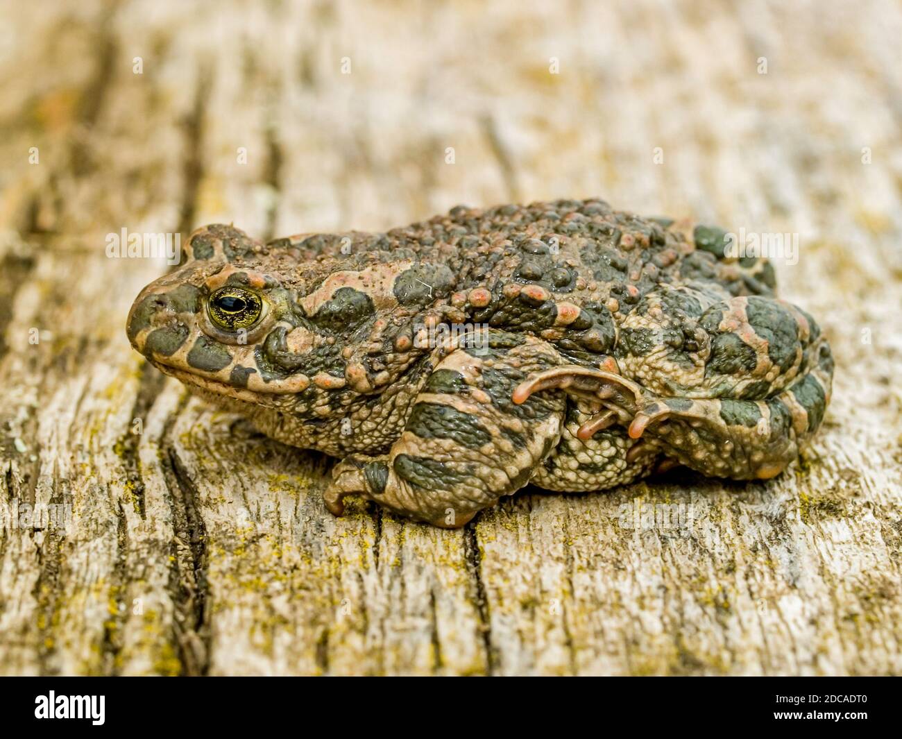 green toad (bufotes viridis), close up Stock Photo - Alamy