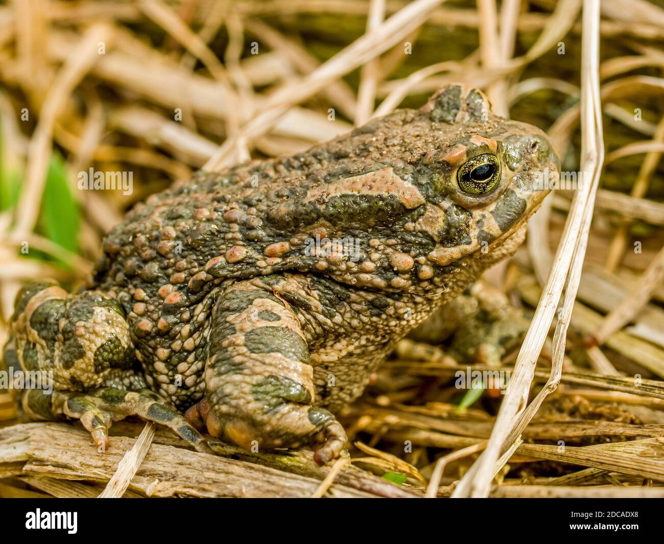 green toad (bufotes viridis), close up Stock Photo - Alamy