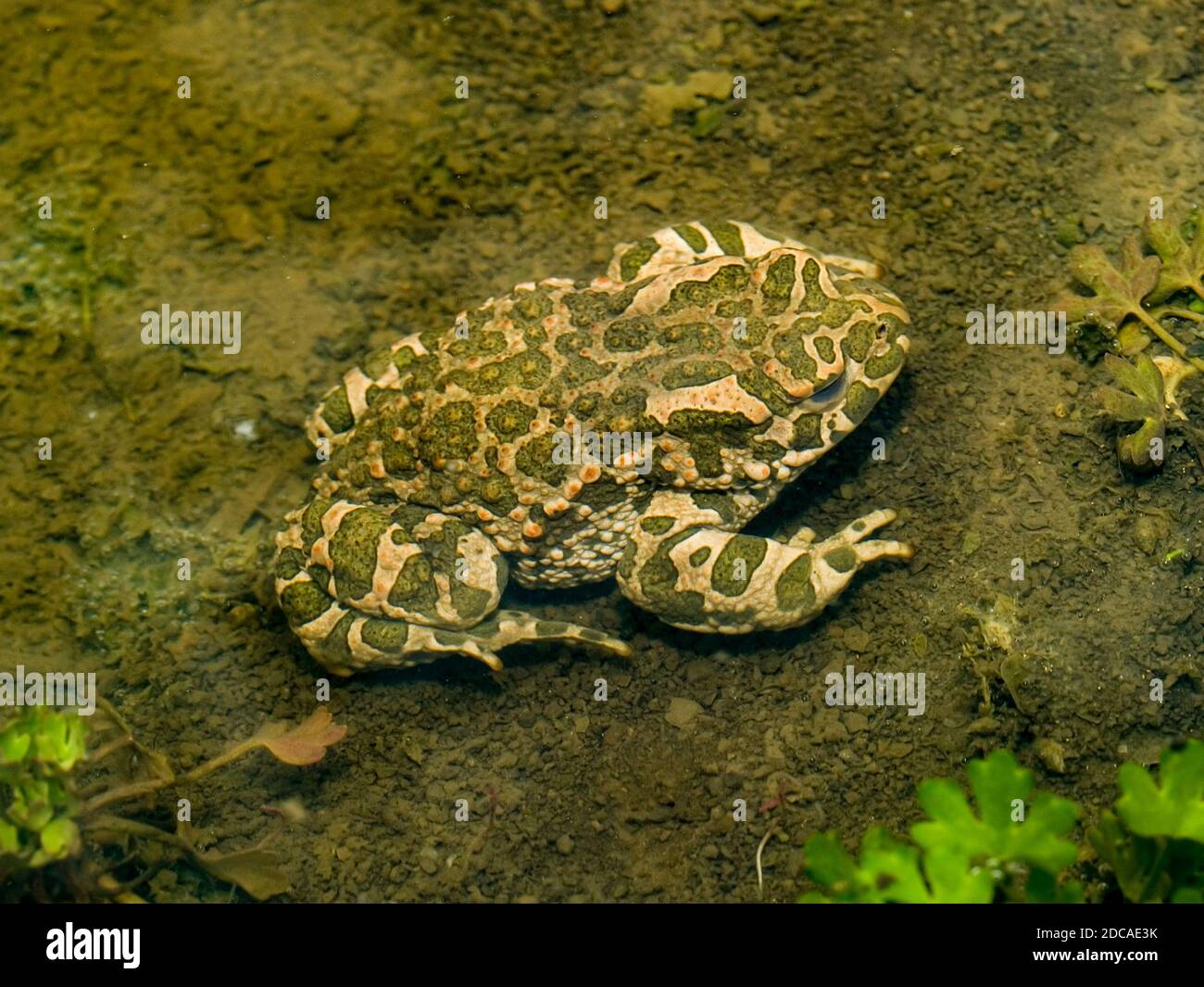 green toad (bufotes viridis), close up Stock Photo - Alamy