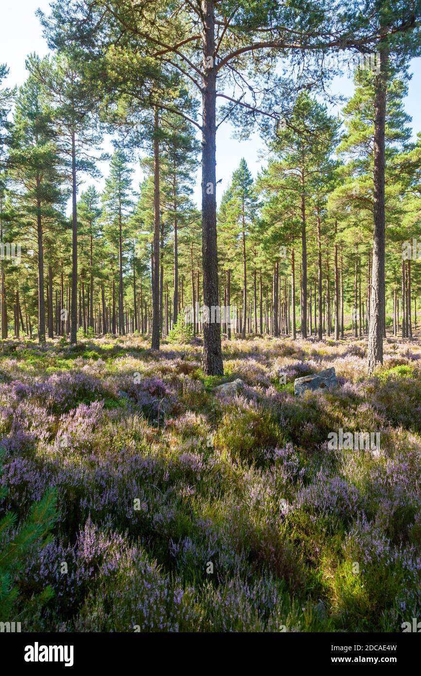 Pine forest near Braemar in the Scottish Highlands Stock Photo - Alamy