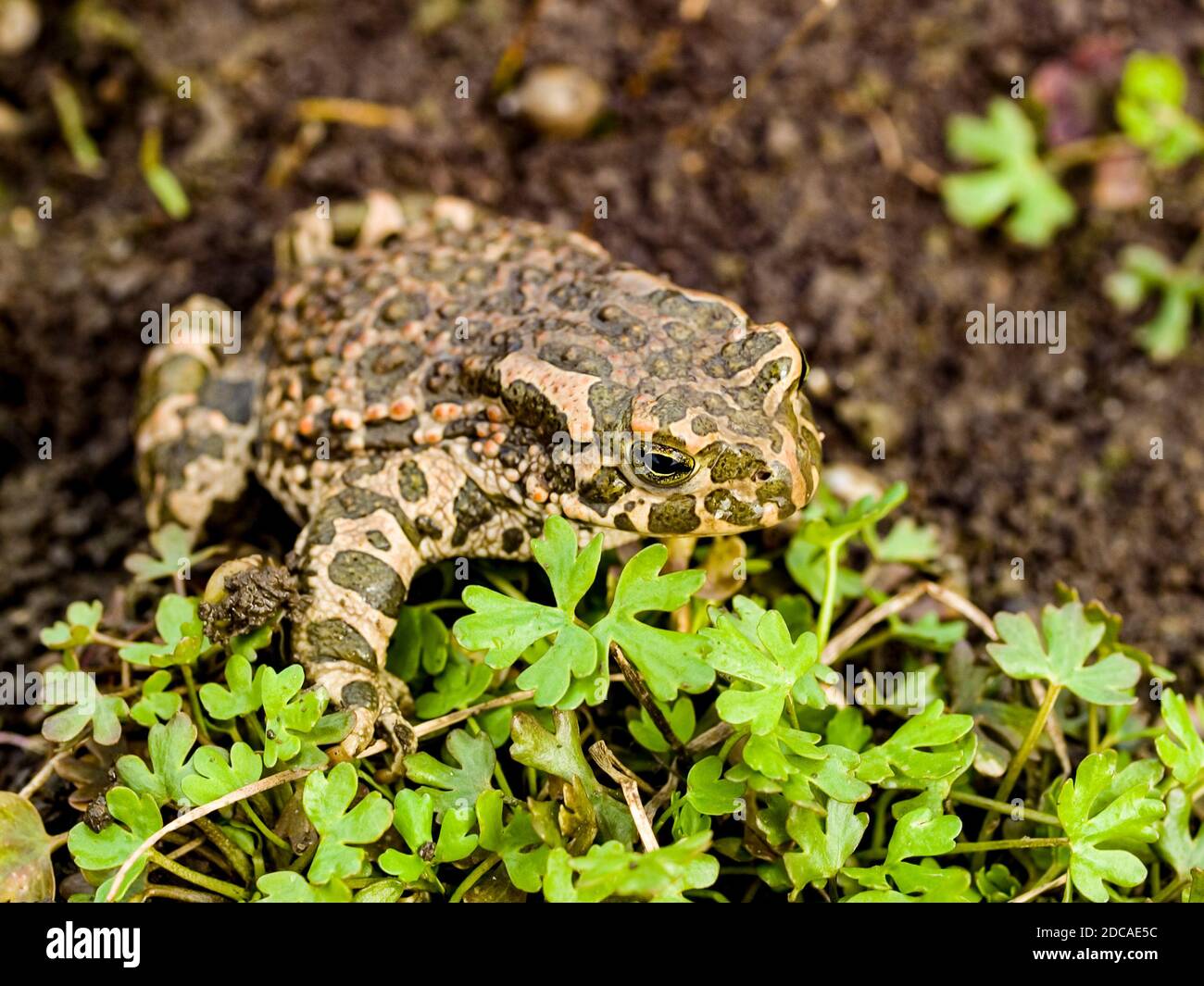 green toad (bufotes viridis), close up Stock Photo - Alamy