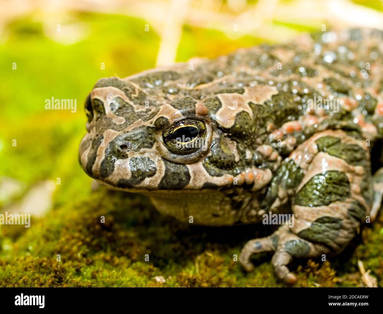 green toad (bufotes viridis), close up Stock Photo - Alamy