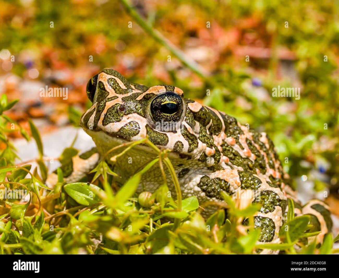 green toad (bufotes viridis), close up Stock Photo - Alamy