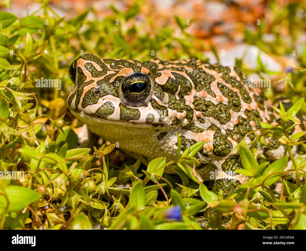 green toad (bufotes viridis), close up Stock Photo - Alamy
