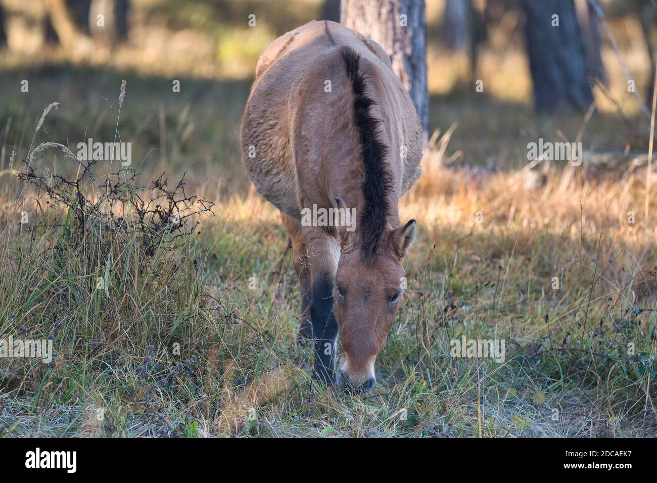 Pferd, horse, Przewalski-Pferd, Przewalski-Horse, Equus przewalskii ...