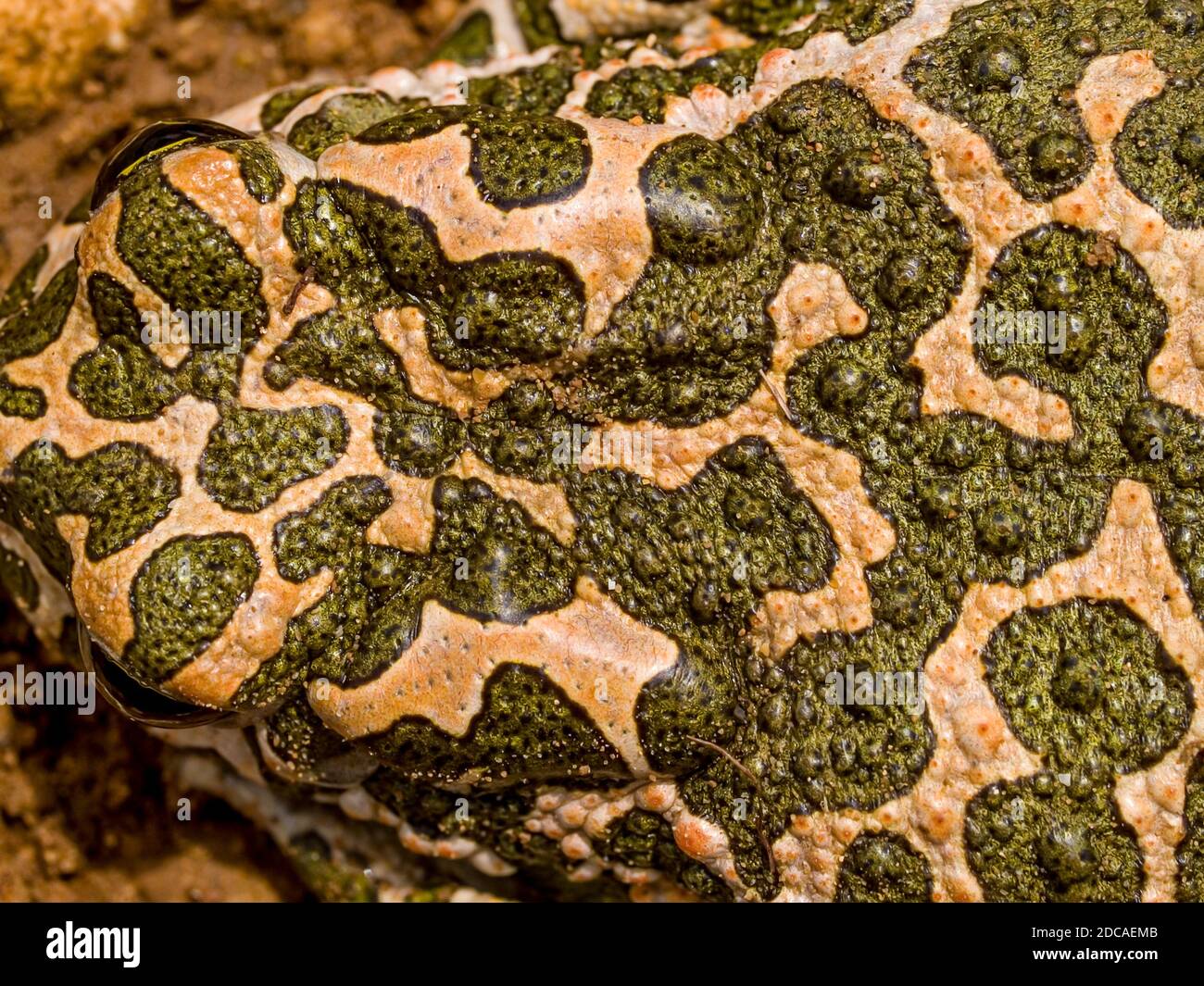 green toad (bufotes viridis), close up Stock Photo - Alamy