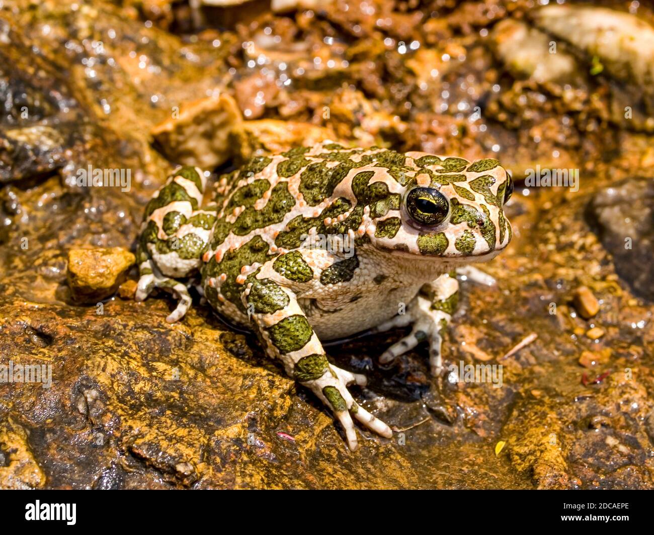 green toad (bufotes viridis), close up Stock Photo - Alamy