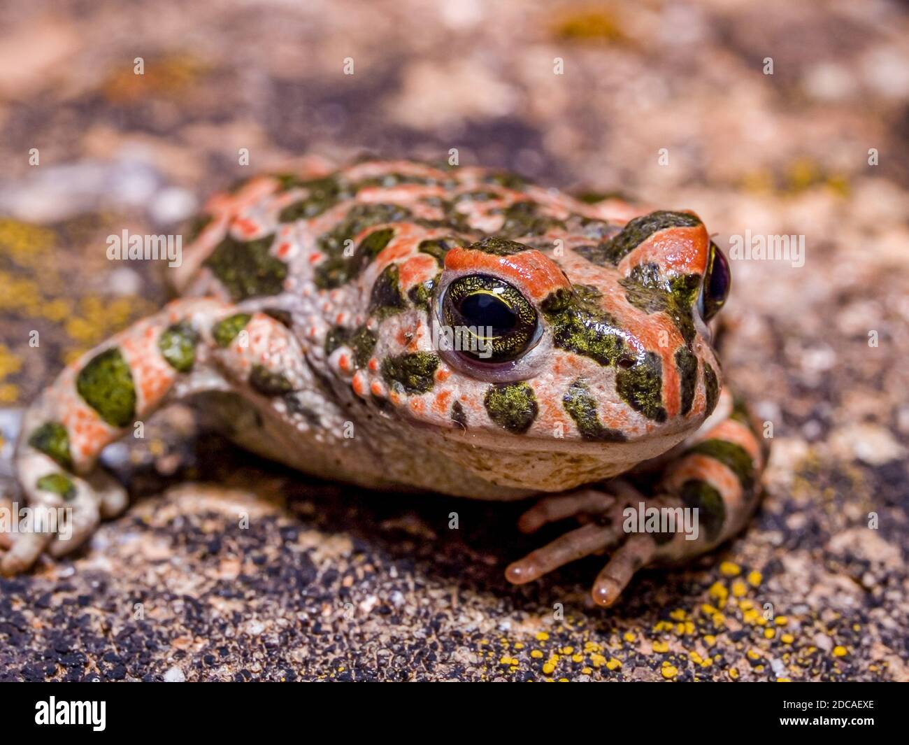 green toad (bufotes viridis), close up Stock Photo - Alamy