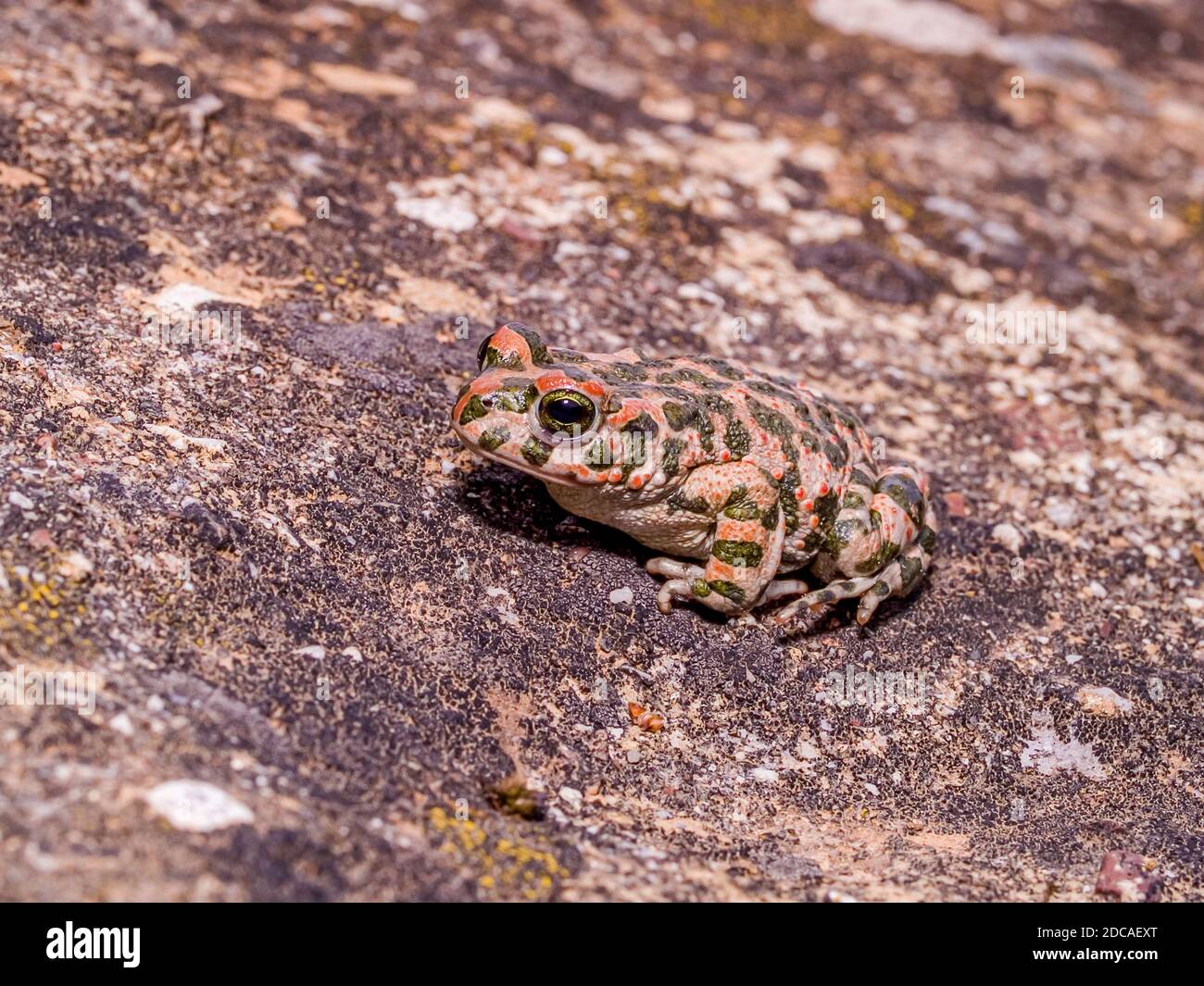 green toad (bufotes viridis), close up Stock Photo - Alamy