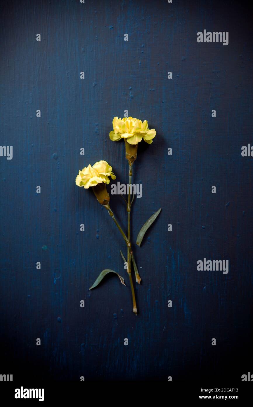 Blue carnations hi-res stock photography and images - Alamy