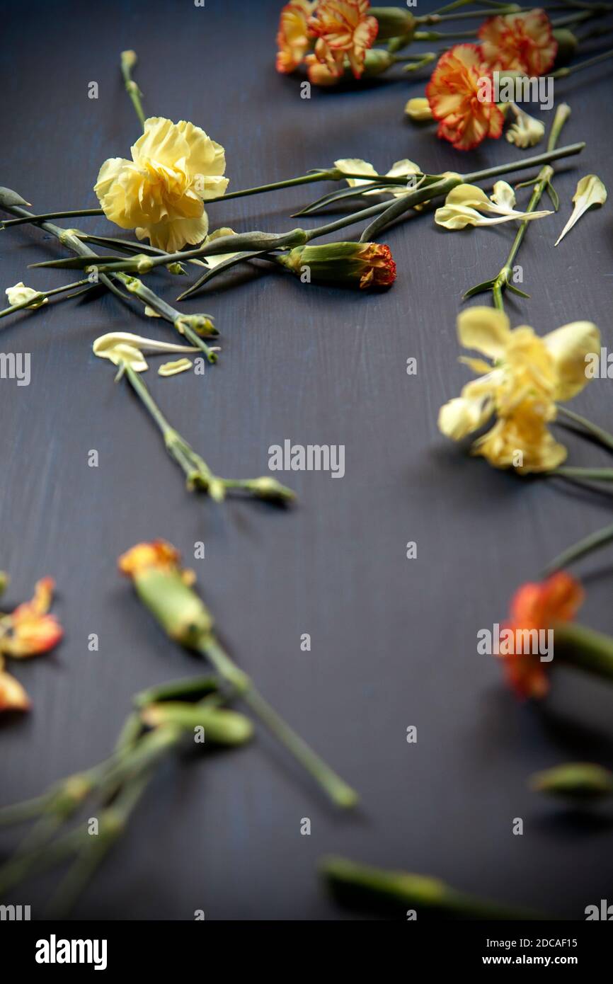 Yellow carnations hi-res stock photography and images - Alamy