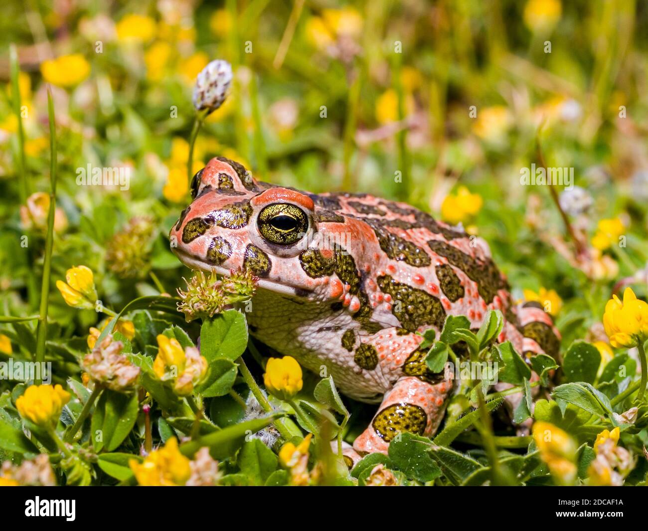 green toad (bufotes viridis), close up Stock Photo - Alamy
