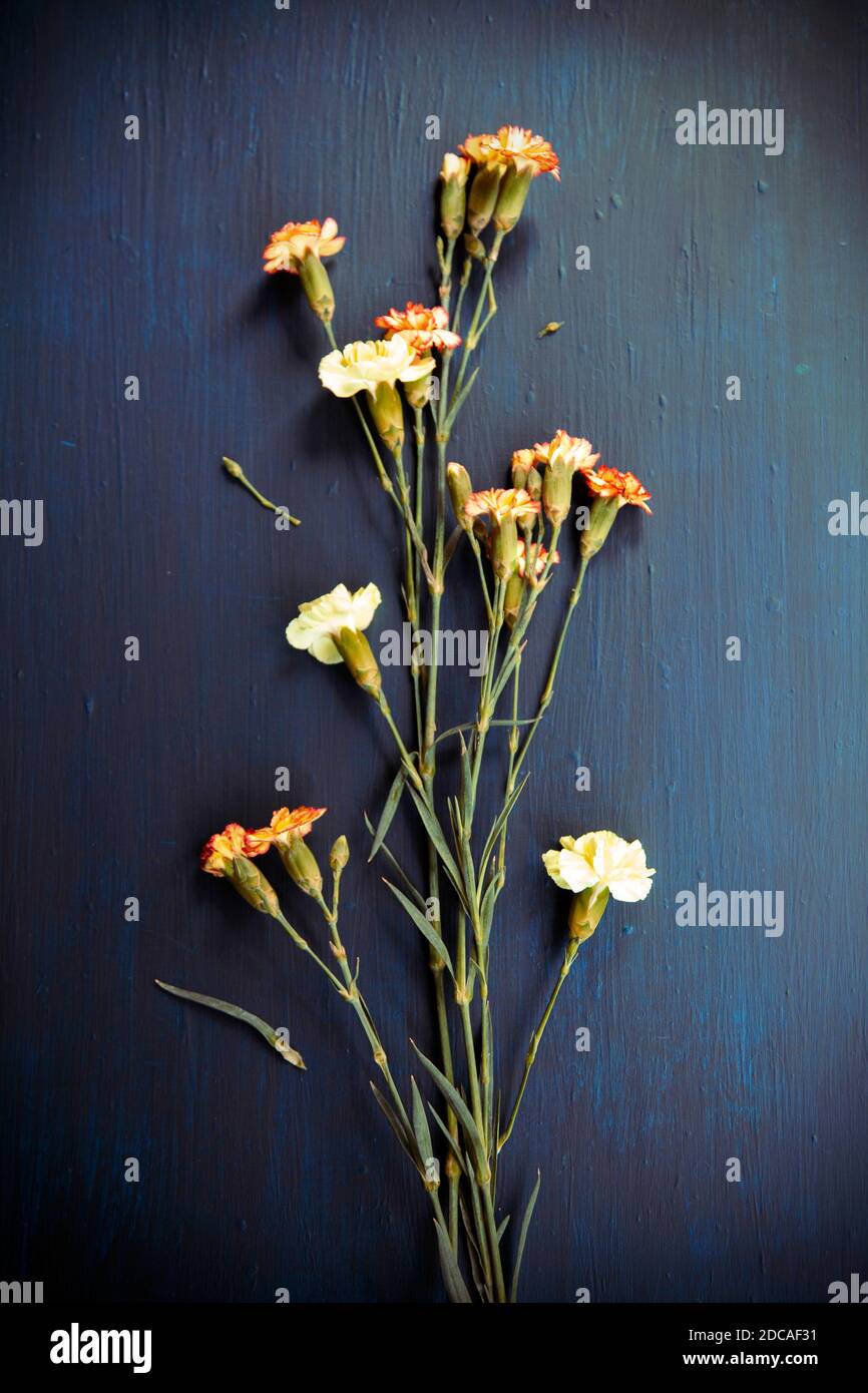 Carnation flowers colour hi-res stock photography and images - Alamy