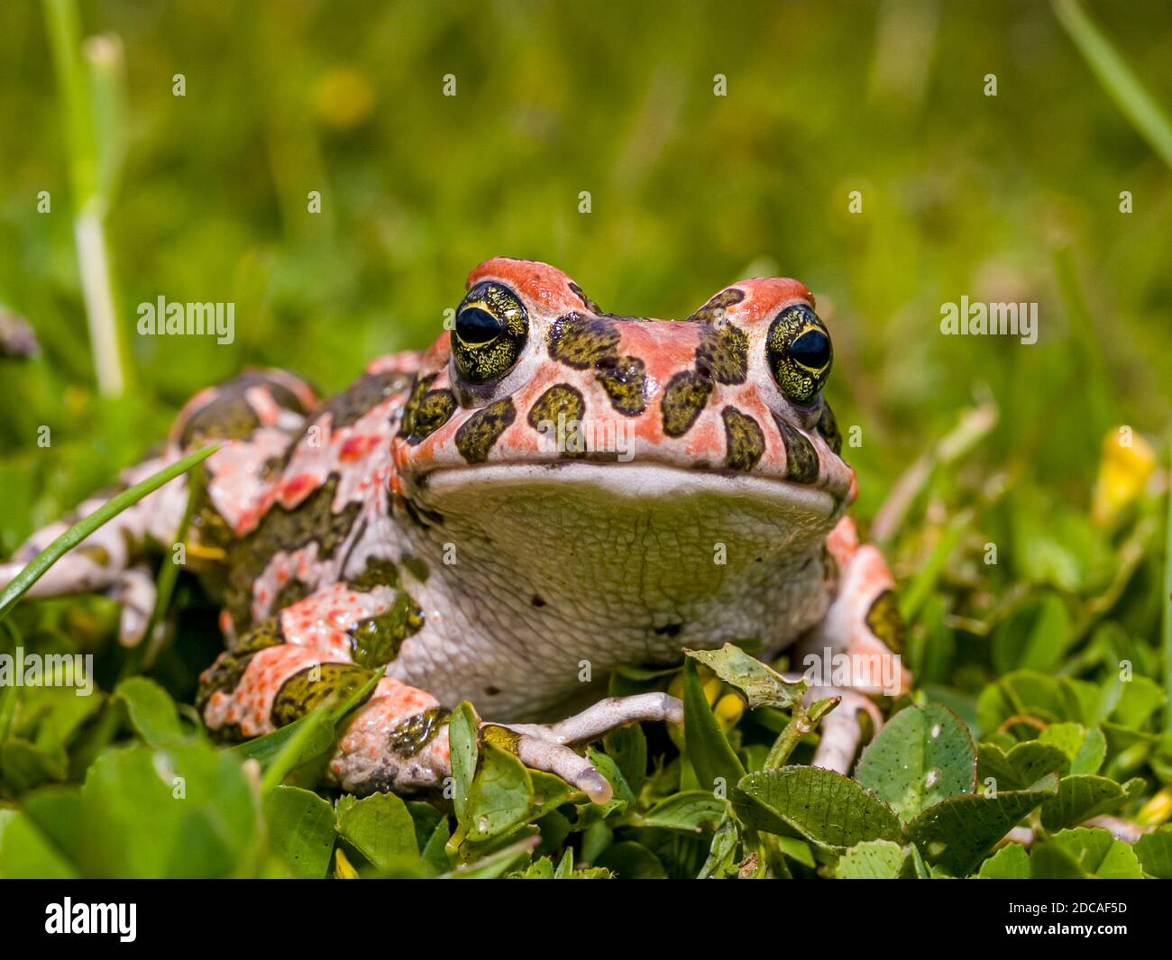 green toad (bufotes viridis), close up Stock Photo - Alamy