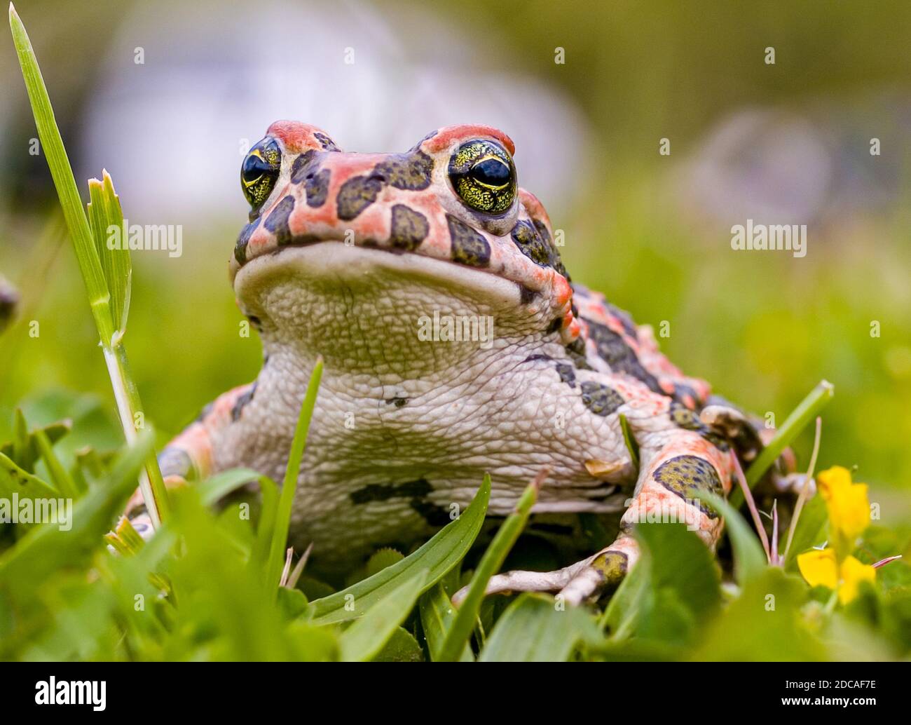 green toad (bufotes viridis), close up Stock Photo - Alamy
