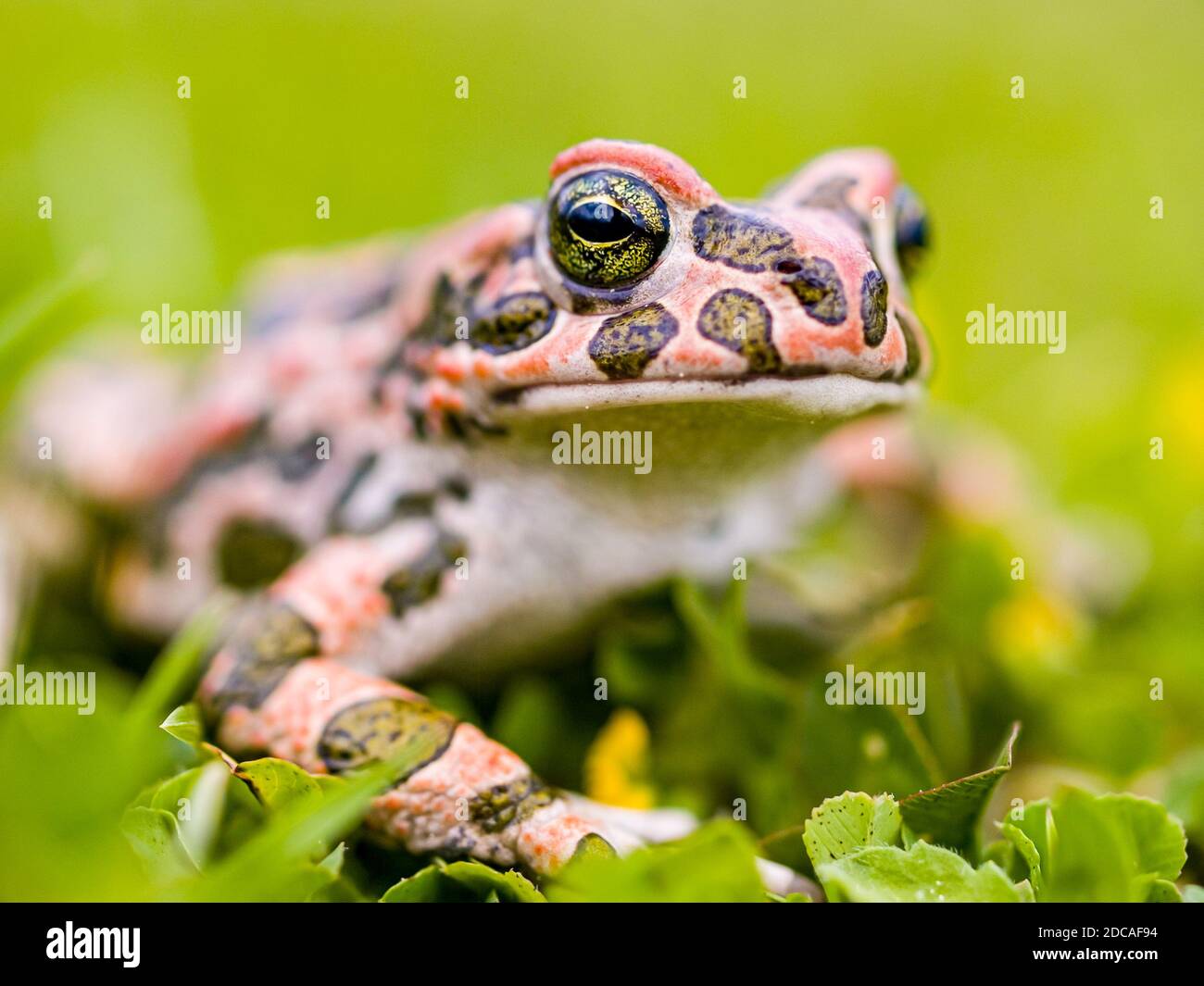 green toad (bufotes viridis), close up Stock Photo - Alamy