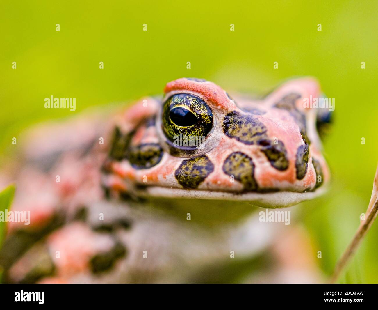 green toad (bufotes viridis), close up Stock Photo - Alamy