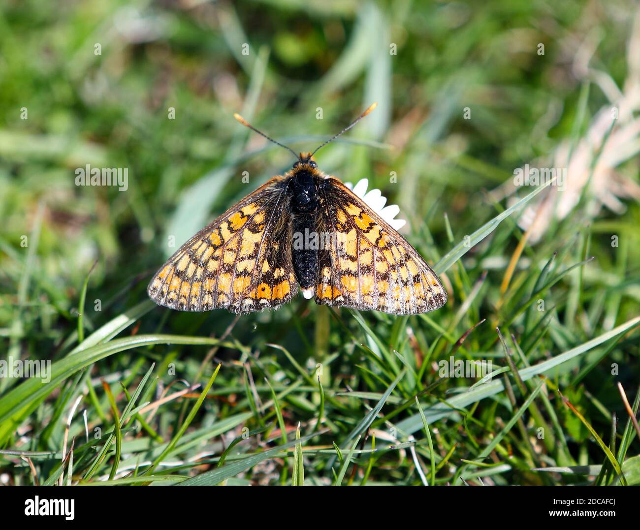 Marsh Fritillary butterfly Stock Photo - Alamy