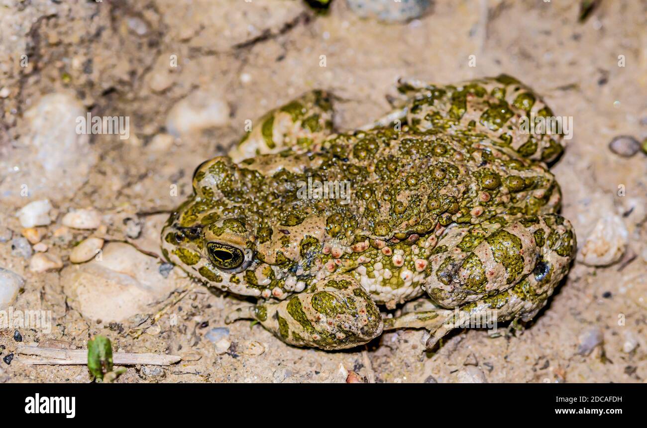 green toad (bufotes viridis), close up Stock Photo - Alamy