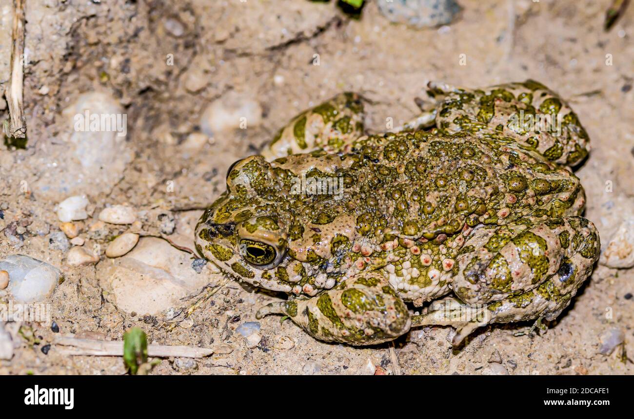green toad (bufotes viridis), close up Stock Photo - Alamy