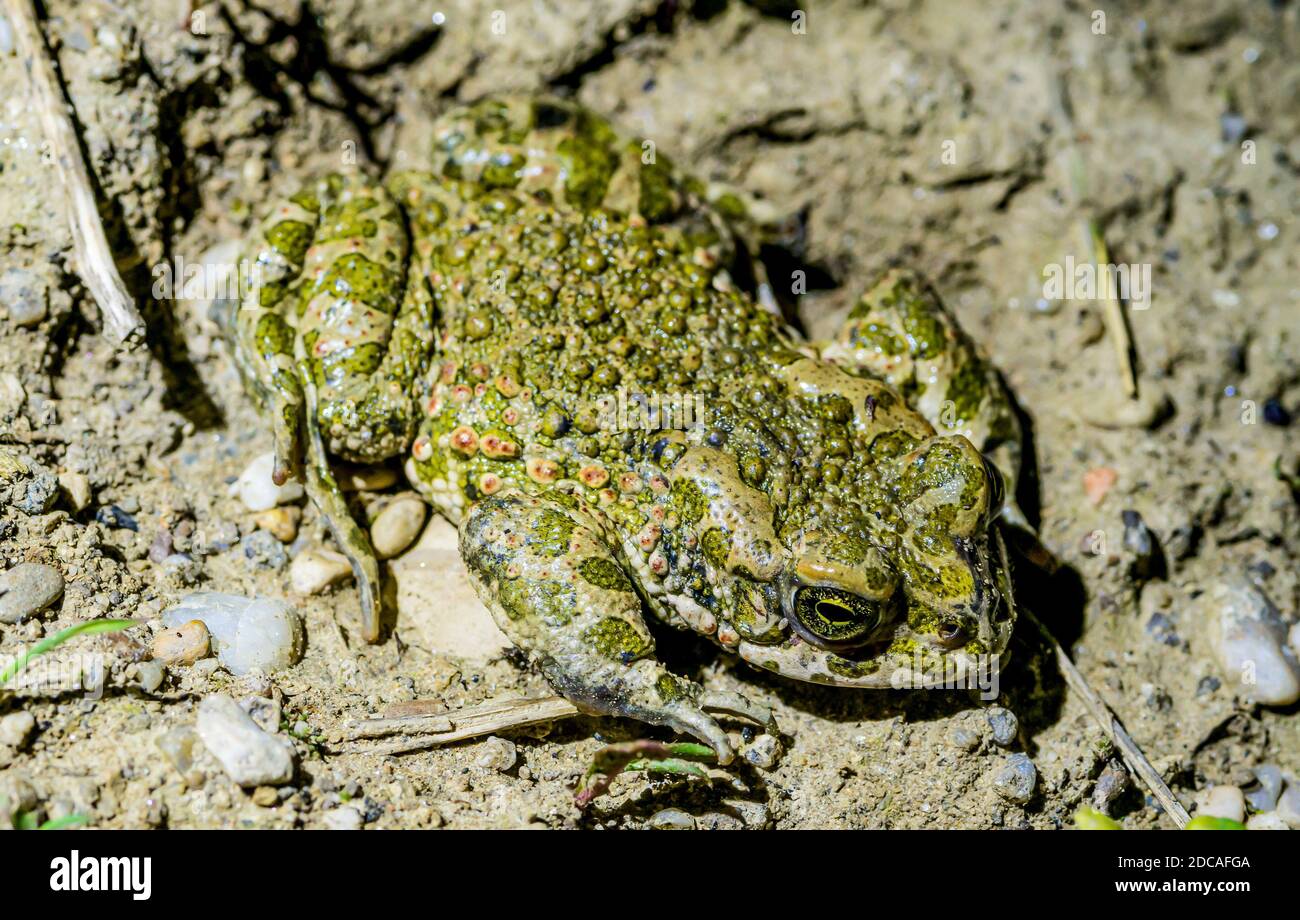 green toad (bufotes viridis), close up Stock Photo - Alamy
