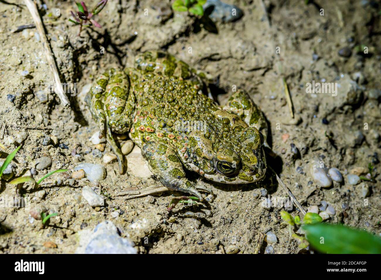 green toad (bufotes viridis), close up Stock Photo - Alamy