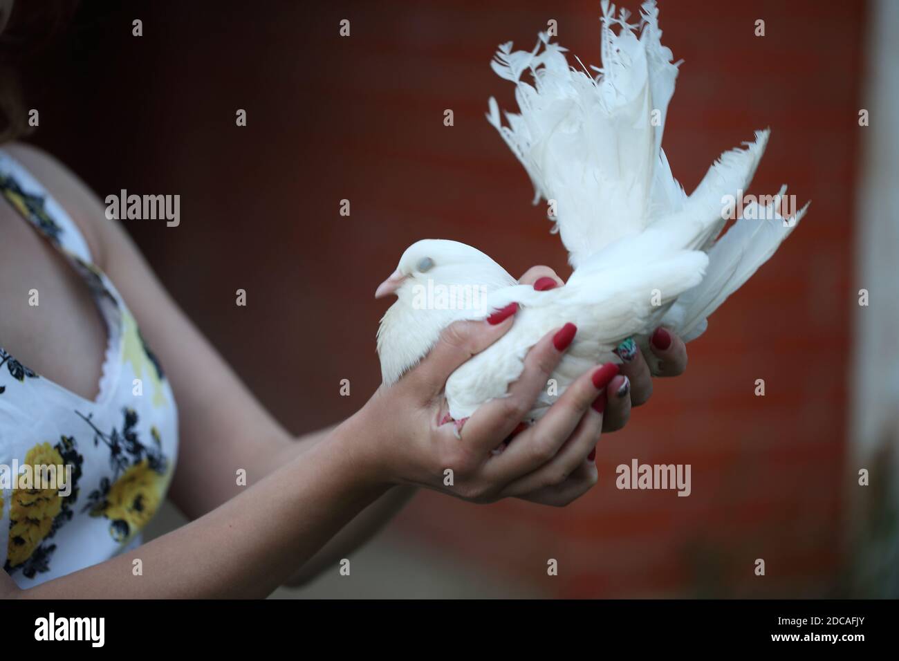 Hand Holding Dove High Resolution Stock Photography and Images - Alamy