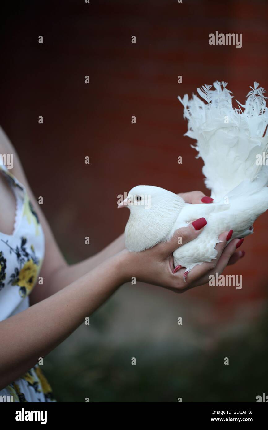 Hand Holding Dove High Resolution Stock Photography and Images - Alamy