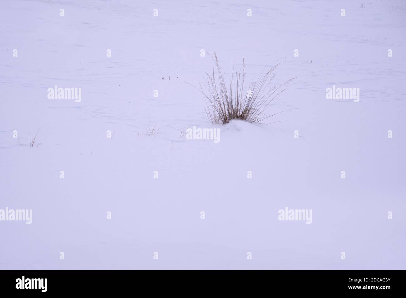 Winter white snow background with a lone Bush of dry grass Stock Photo ...