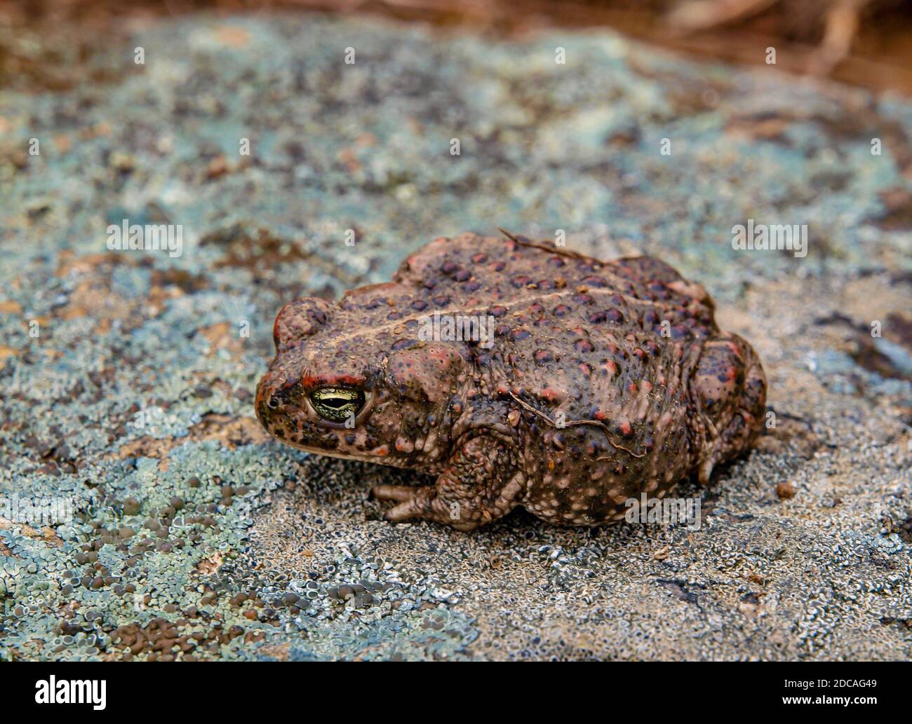 natterjack toad (Epidalea calamita, Syn.: Bufo calamita Stock Photo - Alamy