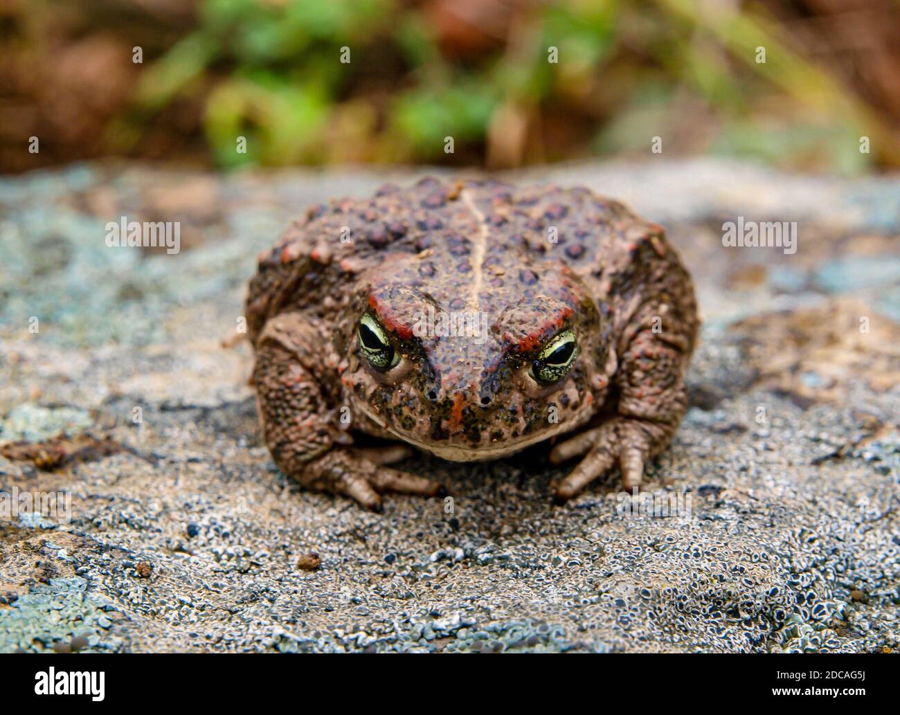 natterjack toad (Epidalea calamita, Syn.: Bufo calamita Stock Photo - Alamy