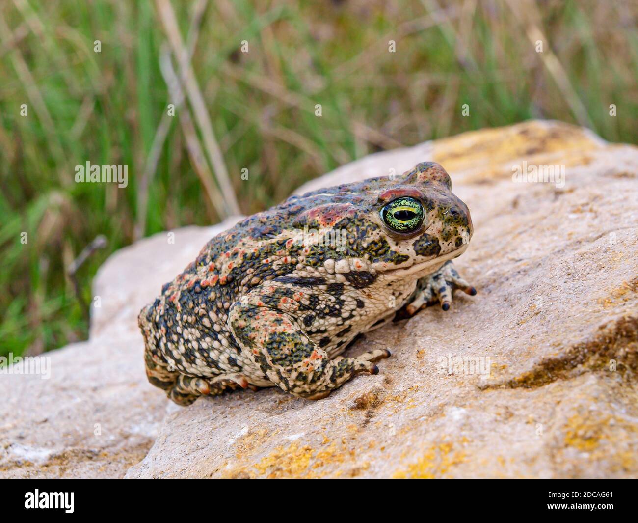 natterjack toad (Epidalea calamita, Syn.: Bufo calamita Stock Photo - Alamy
