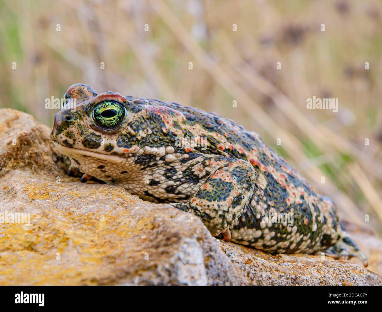 natterjack toad (Epidalea calamita, Syn.: Bufo calamita Stock Photo - Alamy