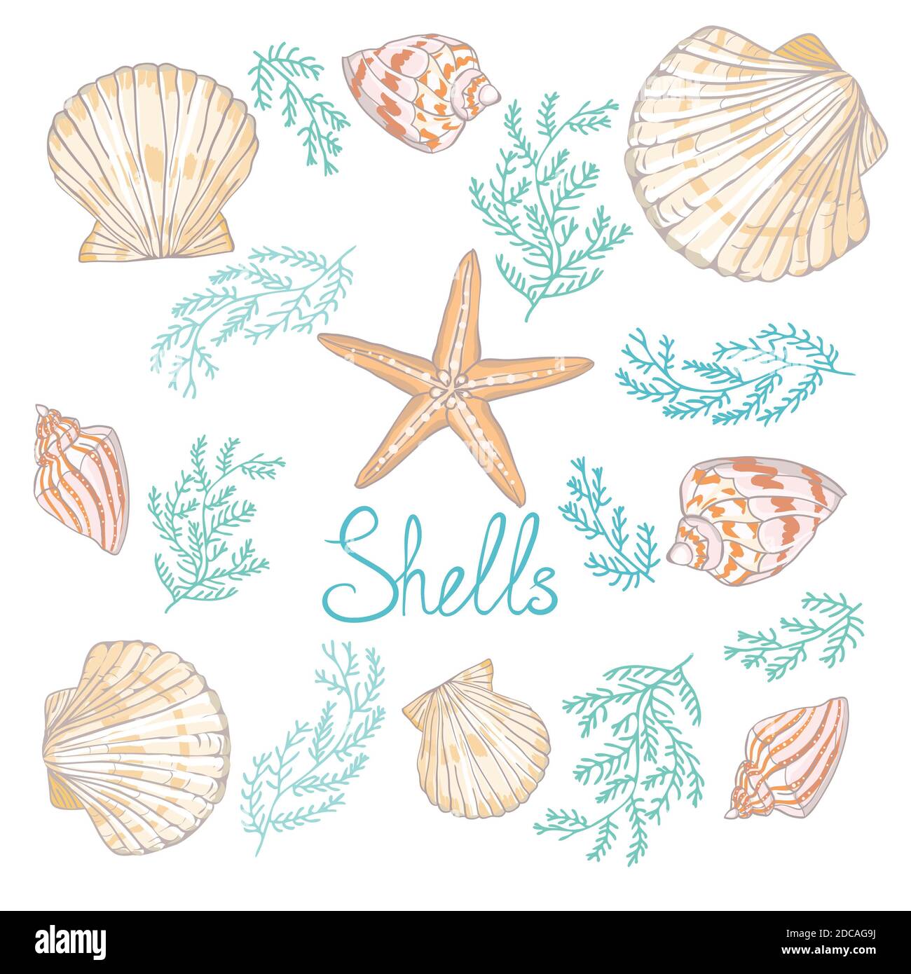 Hand drawn vector illustrations - collection of seashells. Marine set ...