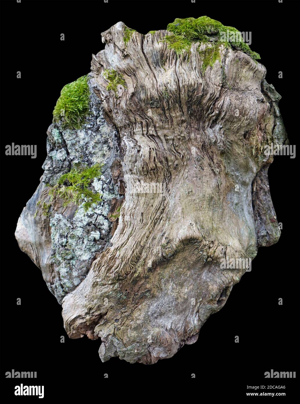 A growth on an old tree looks like an ugly old face. Isolated on black ...