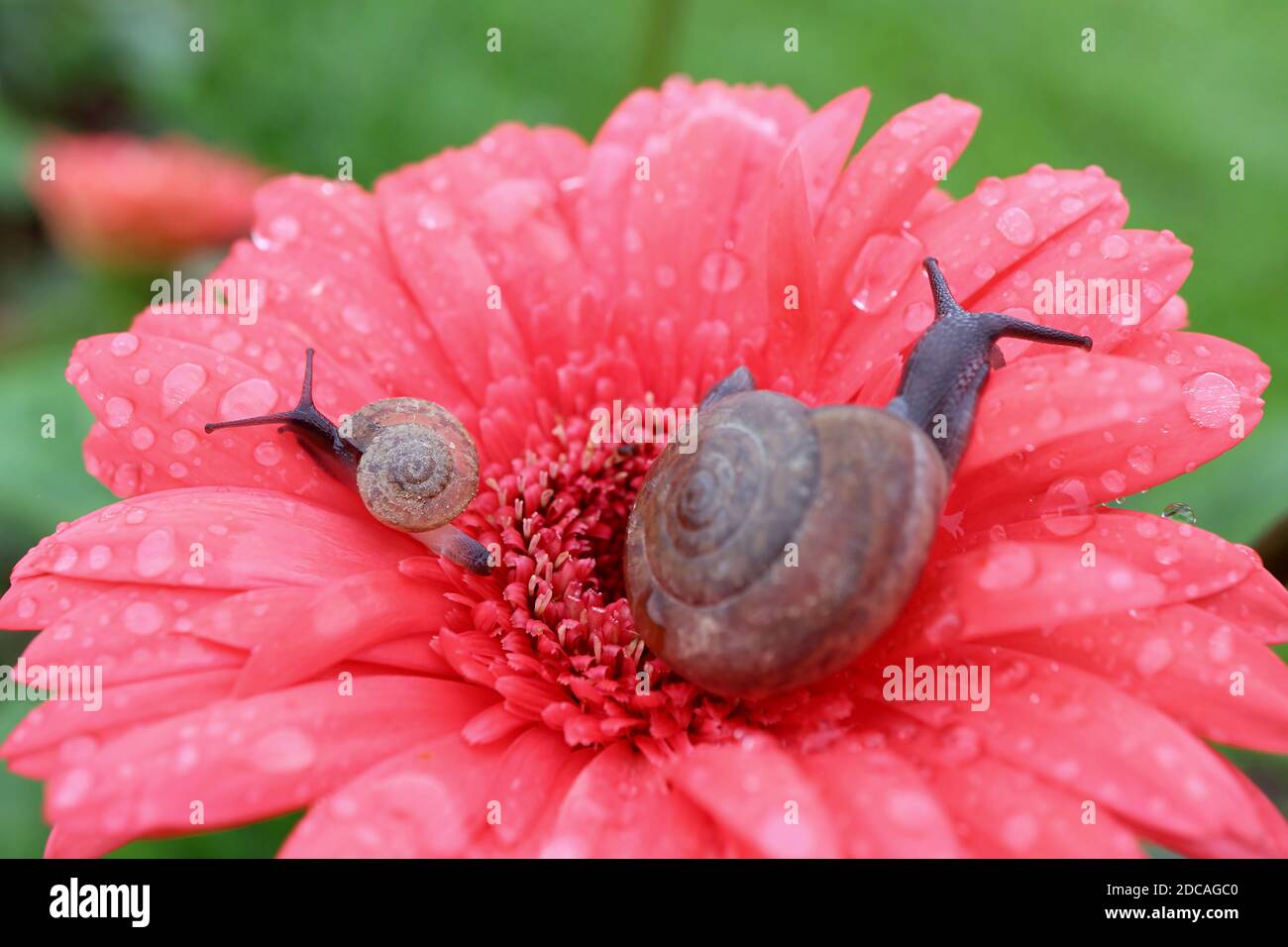 Closeup mother snail and baby snail relaxing on a vibrant pink blooming ...