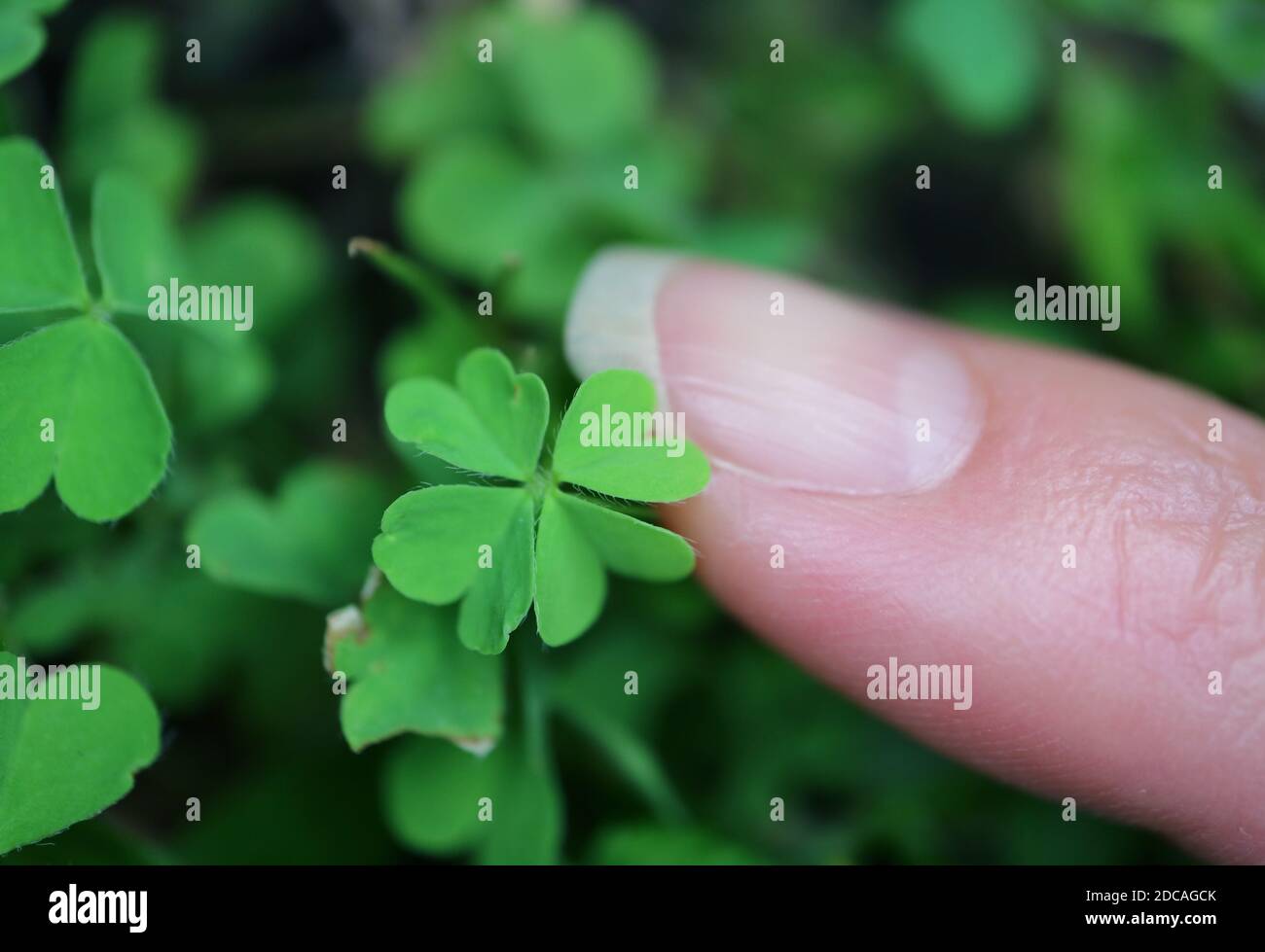Vibrant green tiny four-leaf clover growing in the backyard Stock Photo ...