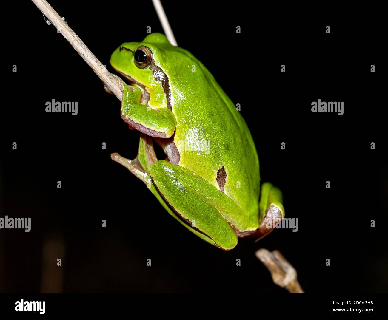 common tree frog (Hyla arborea) in austria Stock Photo - Alamy