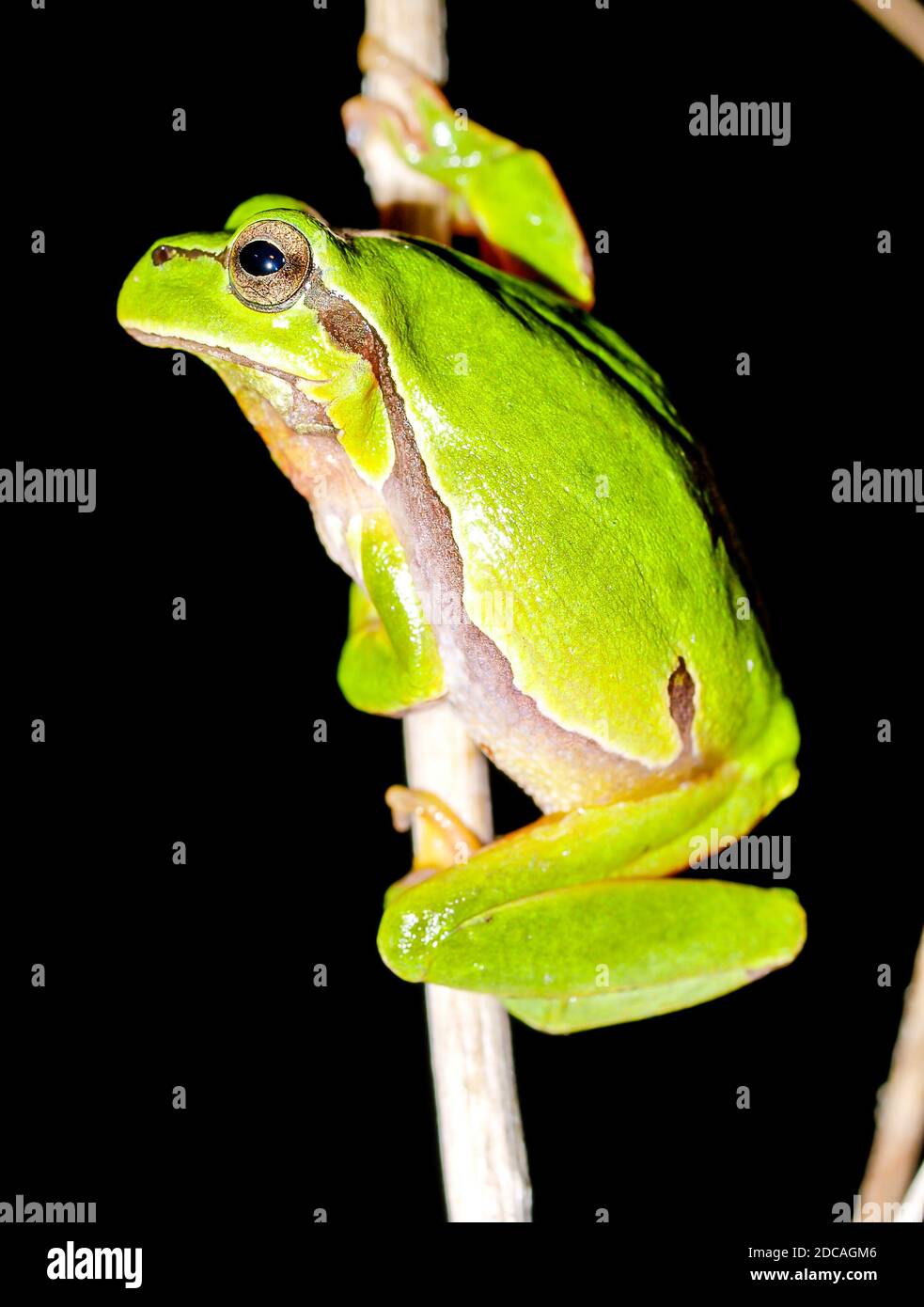 common tree frog (Hyla arborea) in austria Stock Photo - Alamy