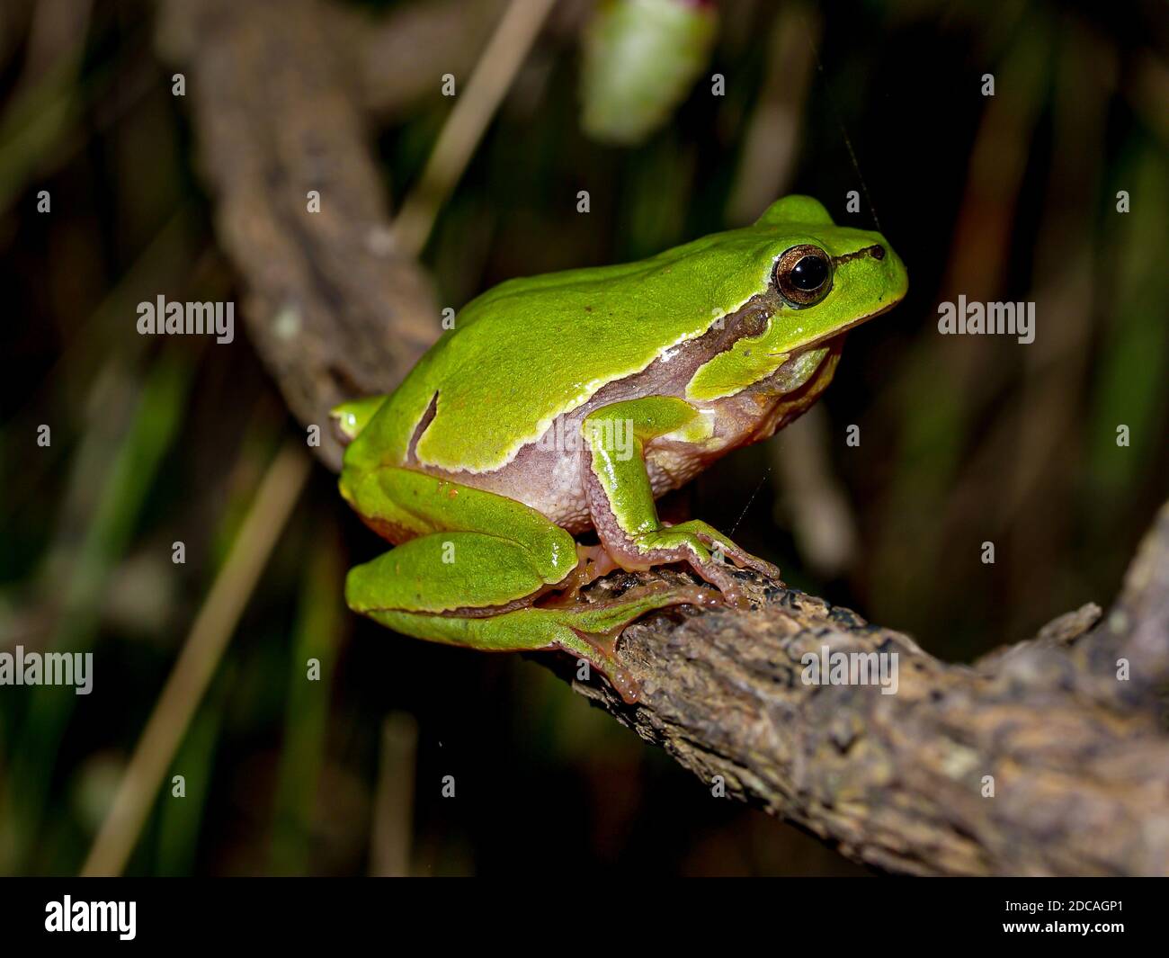 common tree frog (Hyla arborea) in austria Stock Photo - Alamy