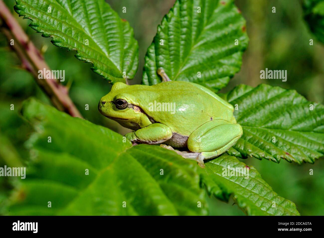 common tree frog (Hyla arborea) in austria Stock Photo - Alamy