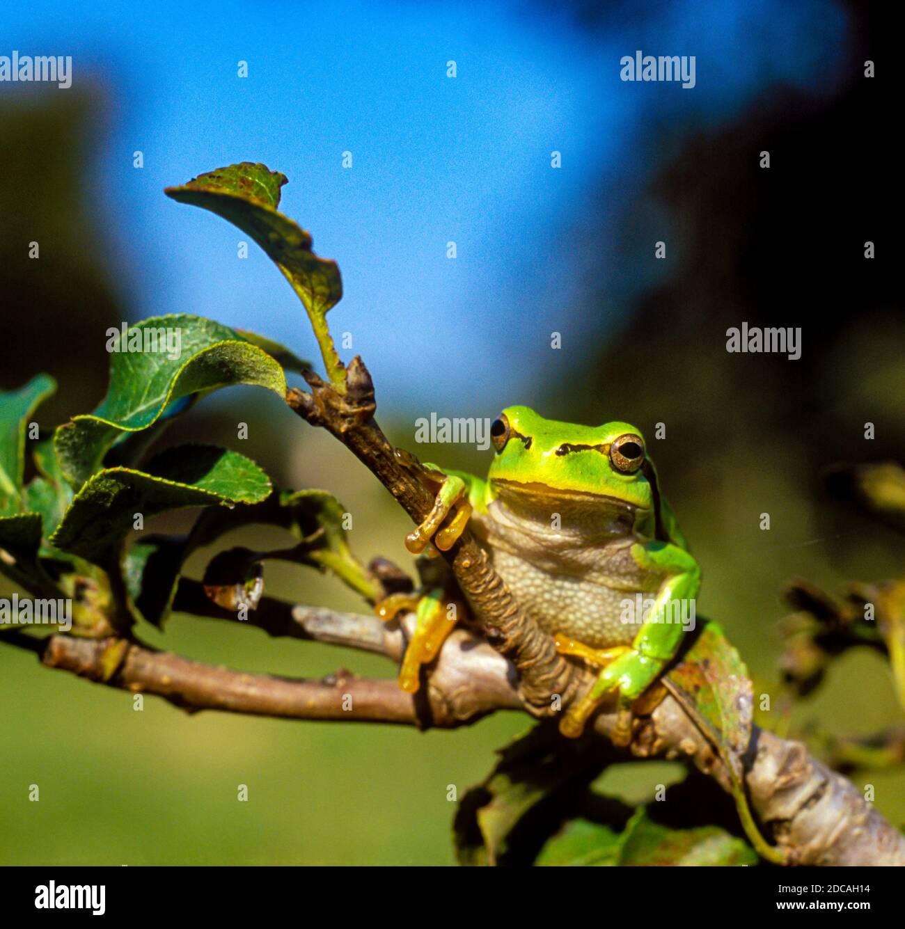 common tree frog (Hyla arborea) in austria Stock Photo - Alamy