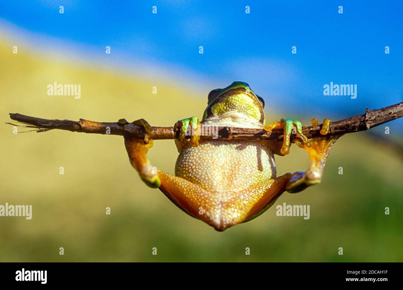common tree frog (Hyla arborea) in austria Stock Photo - Alamy