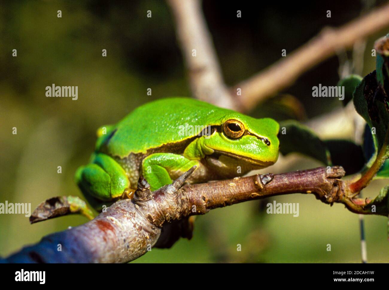 common tree frog (Hyla arborea) in austria Stock Photo - Alamy