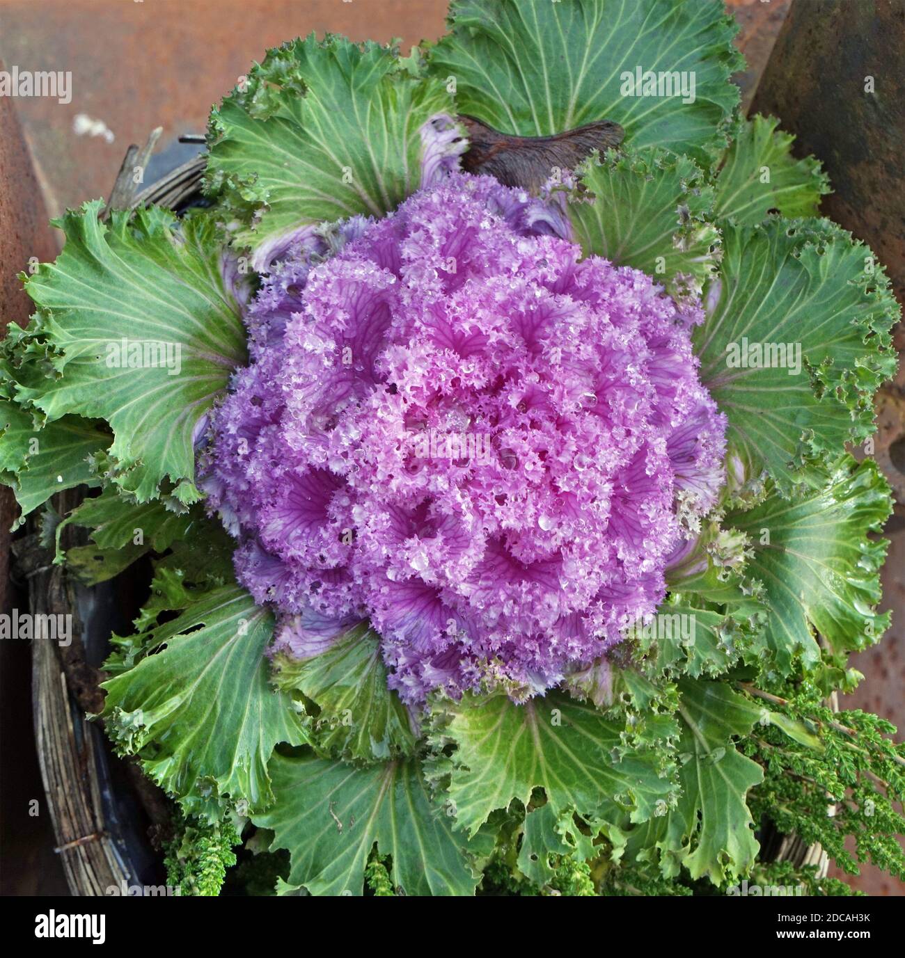 Cauliflower flowering hi-res stock photography and images - Alamy