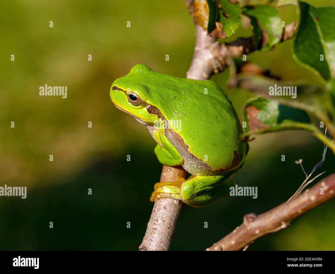 common tree frog (Hyla arborea) in austria Stock Photo - Alamy