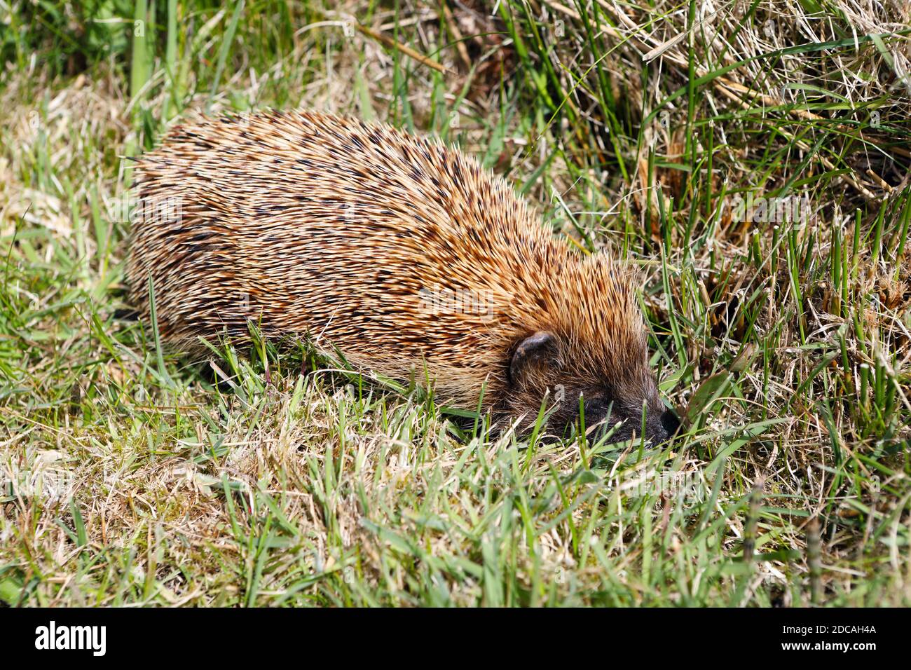Hedgehog sleeping hi-res stock photography and images - Alamy
