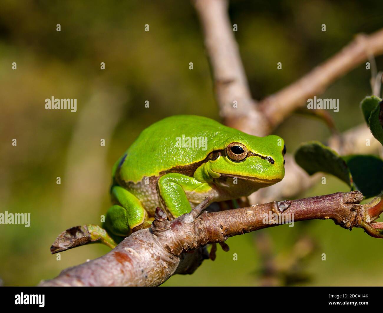 common tree frog (Hyla arborea) in austria Stock Photo - Alamy